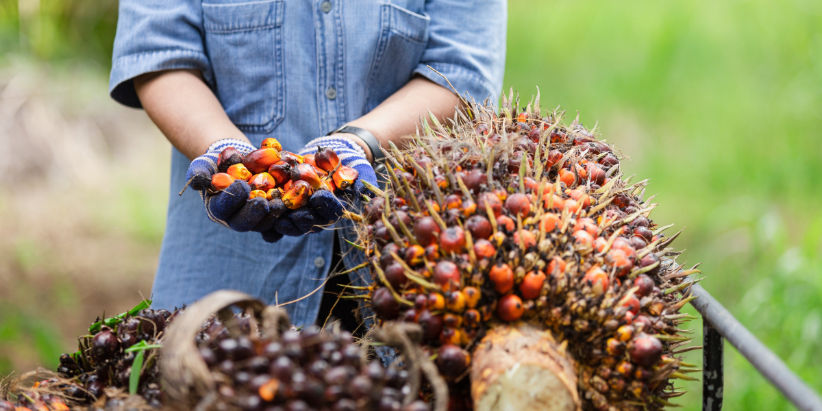Palm Oil - Global Mars Supplies